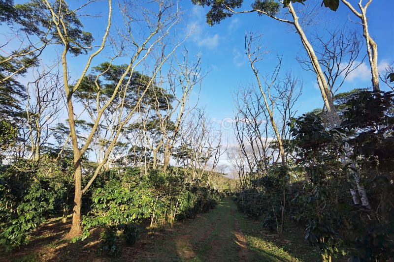 Landscape of Coffee Tree Growing Stock Photo - Image of mountain ...