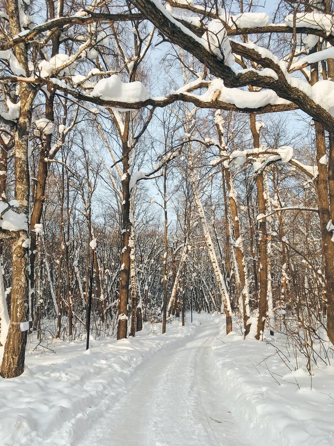 Landscape of Cold Beautiful Winter in the Forest Stock Photo - Image of ...