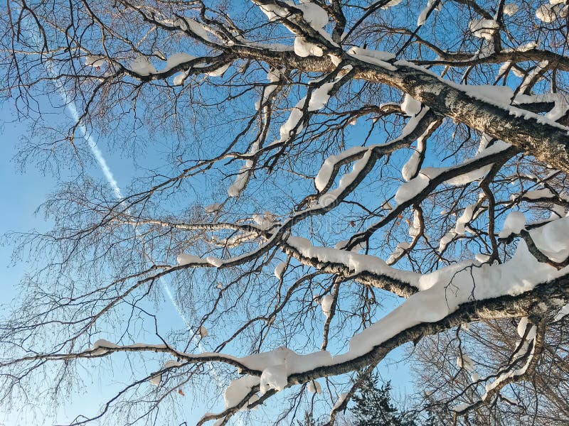 Landscape of Cold Beautiful Winter in the Forest Stock Image - Image of ...