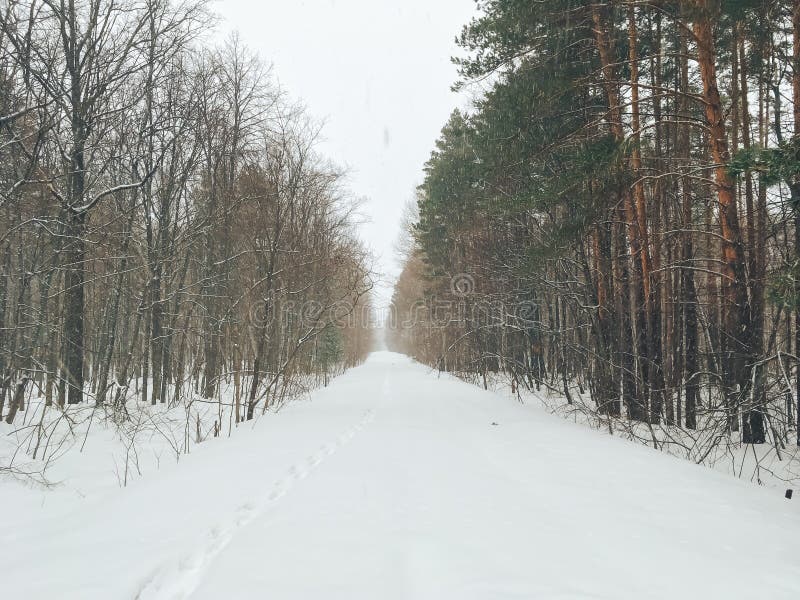 Landscape of Cold Beautiful Winter in the Forest Stock Image - Image of ...
