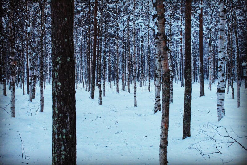 Landscape of a Cold Snowy Forest Stock Photo - Image of woods, scenic ...
