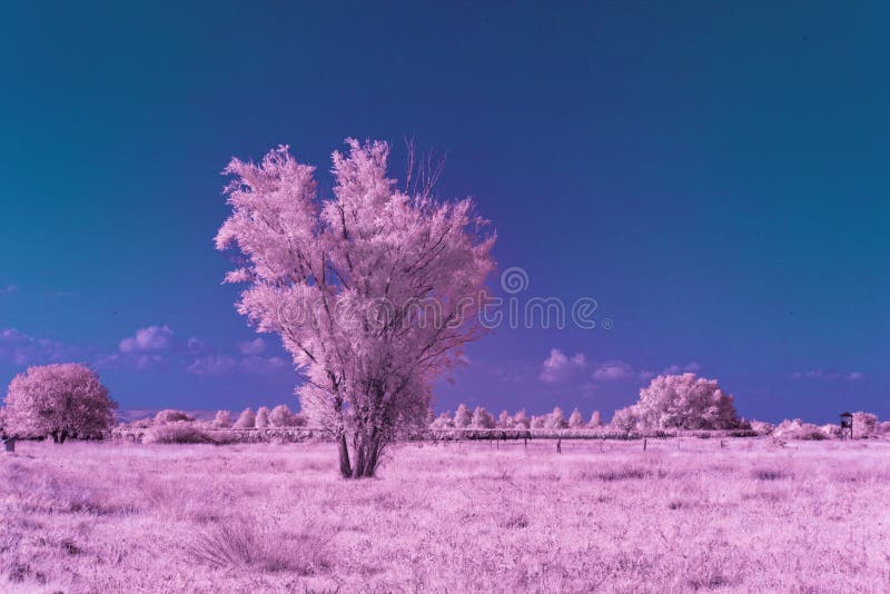 Landscape Colored Infrared Light Stock Photo - Image of light, tree ...
