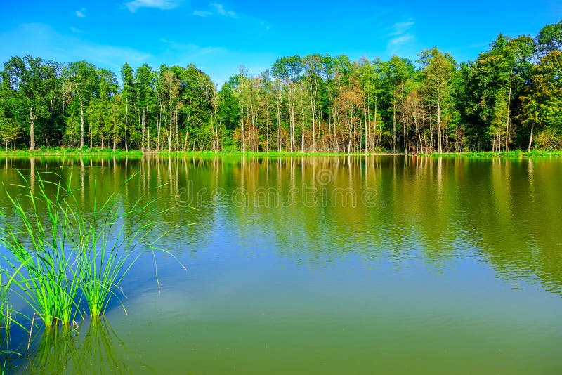 Landscape with Colorful Trees Near Lake Stock Photo - Image of season ...