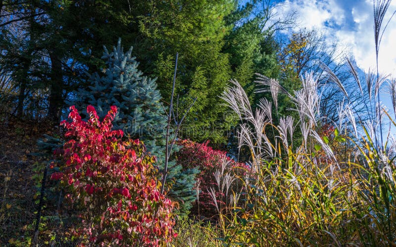 Landscape with Colorful Trees and Plants Stock Image - Image of ...
