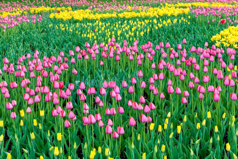 Landscape of Colorful Tulips in Spring Stock Image - Image of pink ...