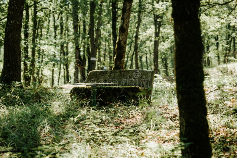 Bench in the Woods stock photo. Image of trees, seat, forest - 44578