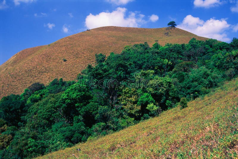 Indian Landscape Coorg Karnataka India Stock Image - Image of colors ...