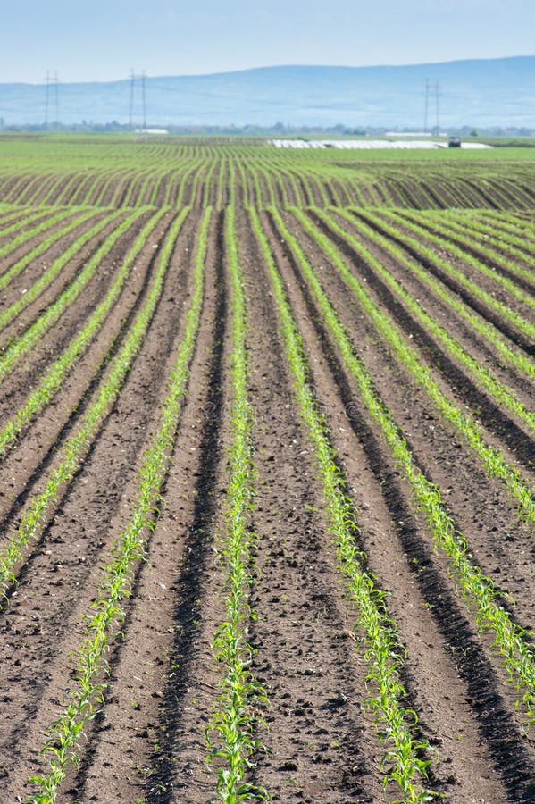 Landscape of corn field stock photo. Image of cereal - 24768928