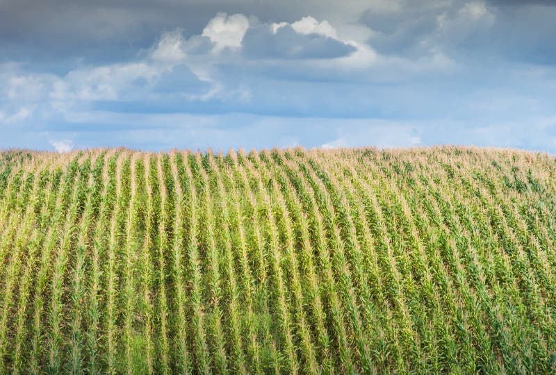 Landscape of corn field stock photo. Image of grow, cornfield - 64619228
