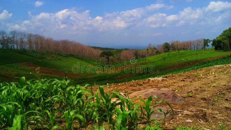 Landscape corn field stock image. Image of nature, plain - 240645935