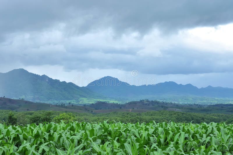 Landscape of Corn Field with Mountain, Agriculture Scene Stock Photo ...