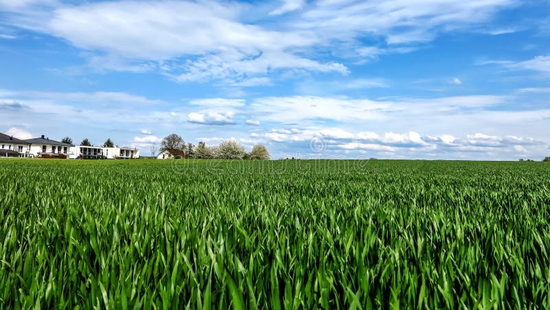 Landscape with Corn Field in Spring Stock Photo - Image of maize ...