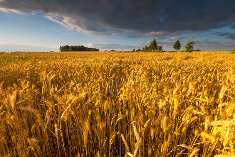 Landscape of Corn Field at Summer Sunset Stock Photo - Image of grow ...