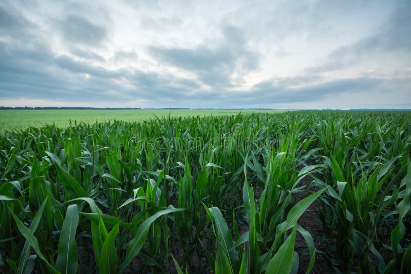 Landscape of Corn Growing on the Farmland Stock Photo - Image of ...