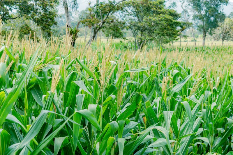 Corn Plantation Gleaning in the Foreground Stock Photo - Image of hill ...
