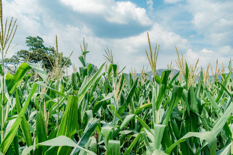 Corn Plantation Gleaning in the Foreground Stock Image - Image of corn ...