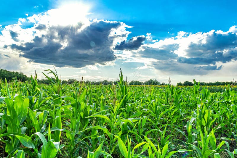Landscape with corn stock photo. Image of harvest, landscape - 256539308