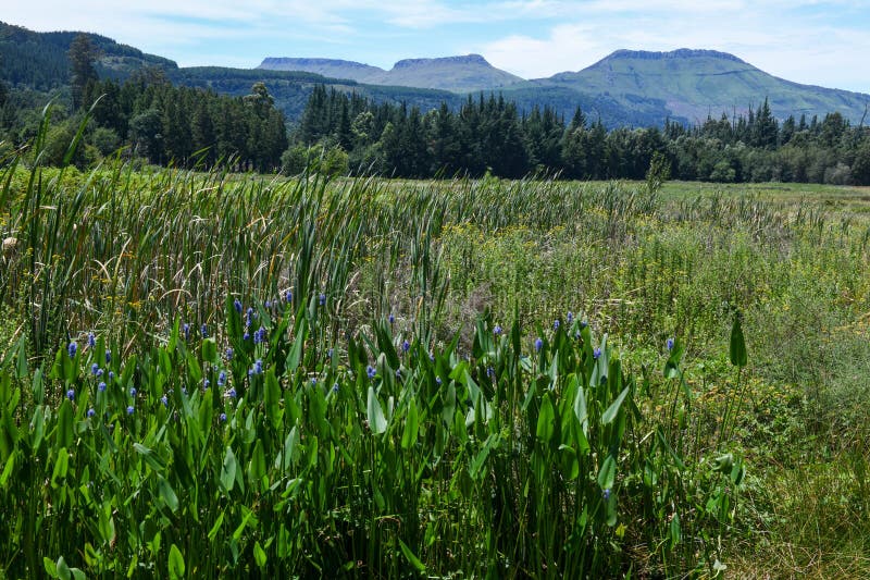 Hogsback Landscape in Early Spring, South Africa Stock Image - Image of ...