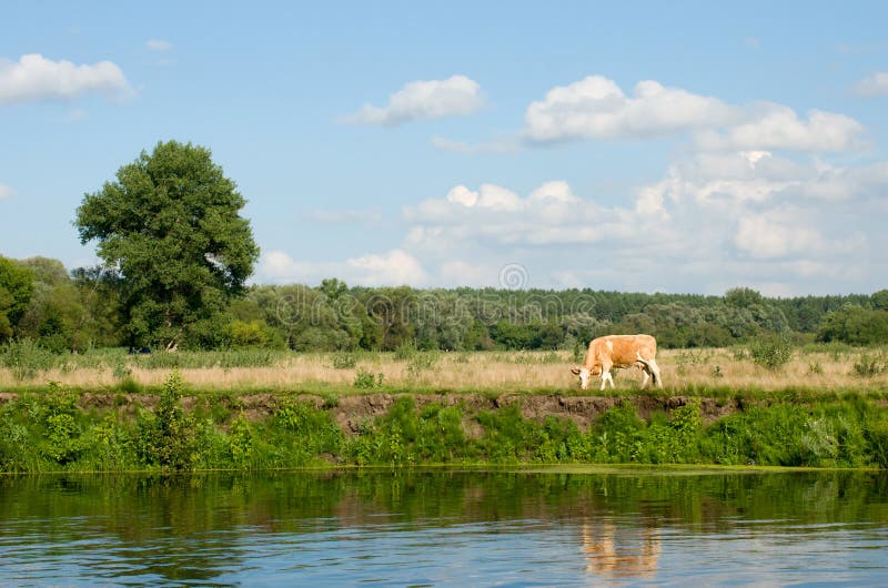 Landscape with Cow stock image. Image of reeds, food - 20541655