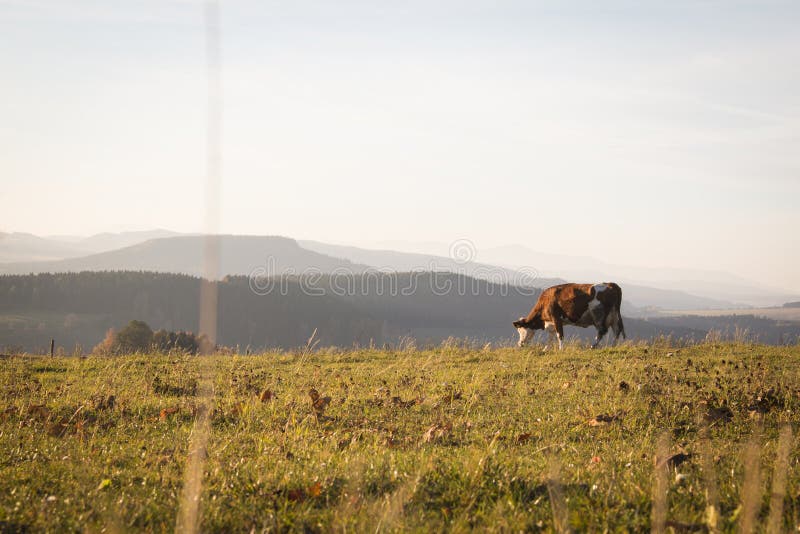 A landscape with a cow stock image. Image of fields, view - 77932657