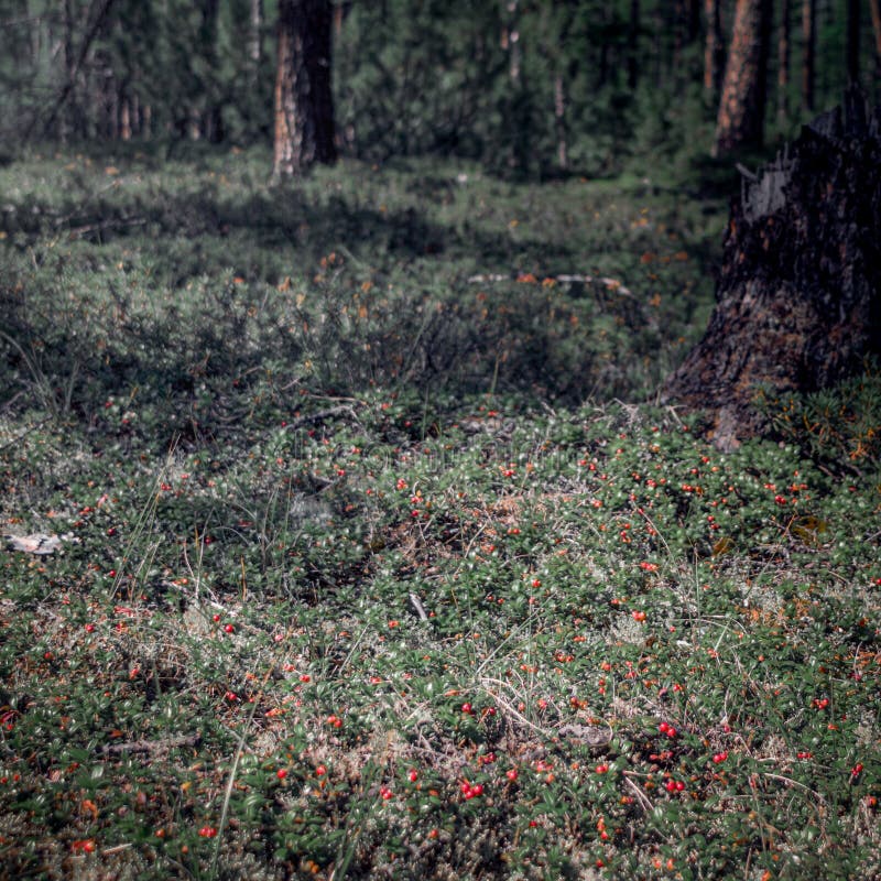 The Landscape with Cowberry in the Forest Stock Photo - Image of ...