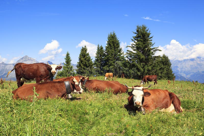Landscape with cows stock photo. Image of pasture, farm - 38239520