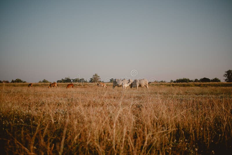 Landscape of Cows Cattle Feeding on Yellow Grass Field at Warmth Sunset ...