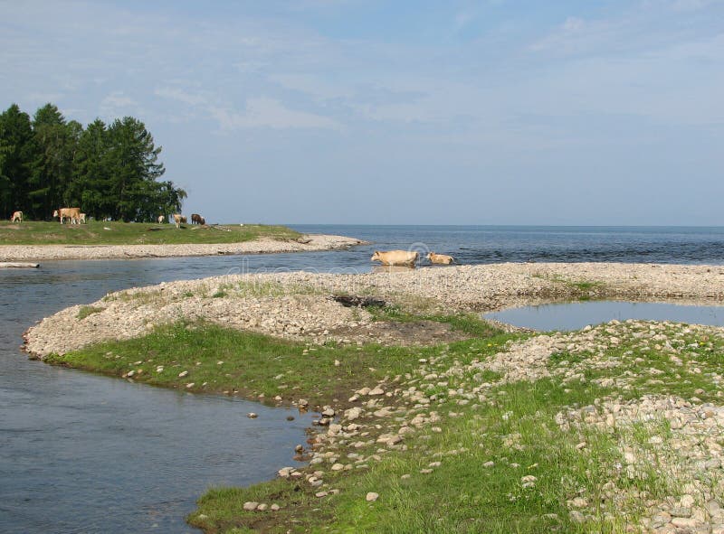 Landscape With Cows Fording River Picture. Image: 1986621