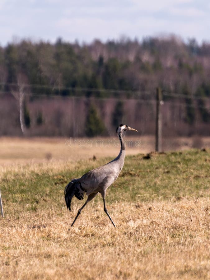 Landscape with Crane on Cereal Field in Early Spring Stock Photo ...
