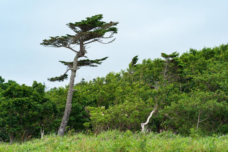 Landscape with Crooked Pine Over Low Coastal Forest Stock Image - Image ...