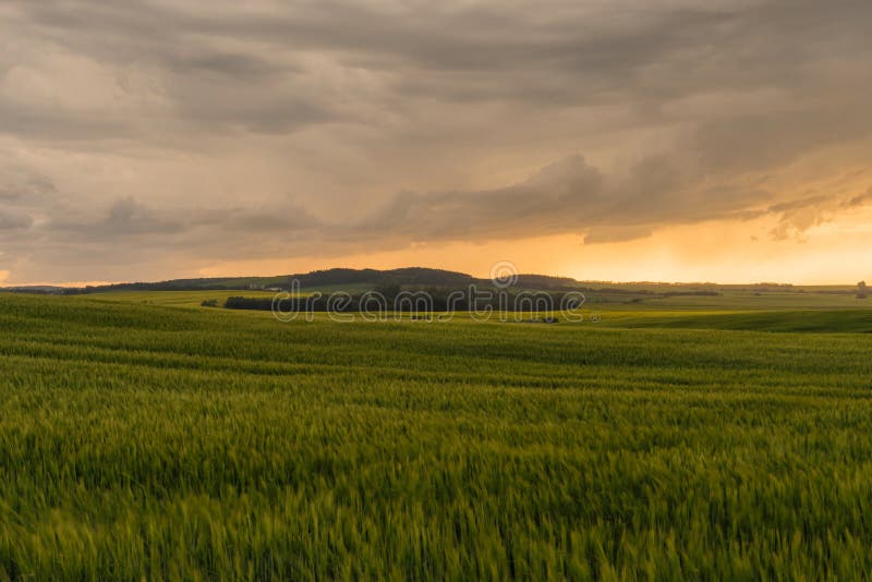 Landscape of Crops Blowing in the Wind of a Storm Over the Praries at ...