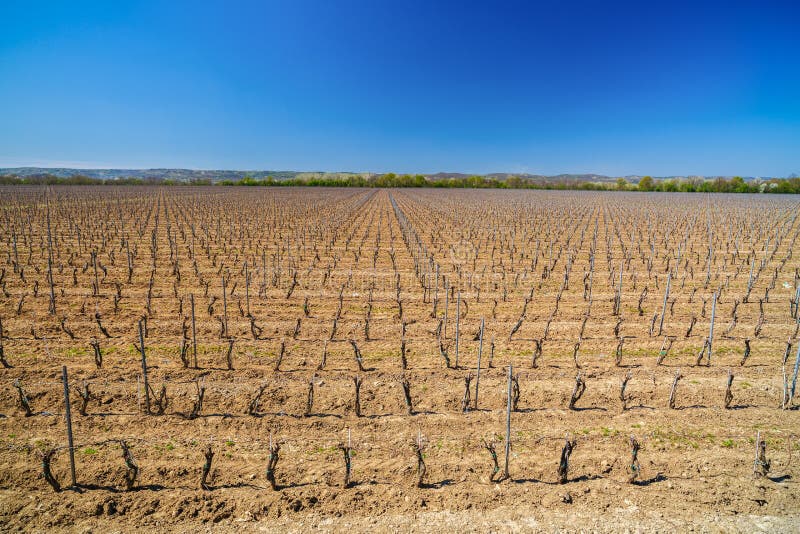 Landscape with a Culture of Vines Stock Photo - Image of outdoor ...