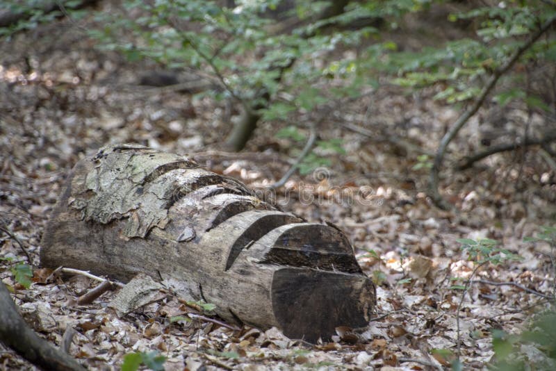 Landscape of Cut Fallen Log in the Forest in Kaiserslautern Germany ...