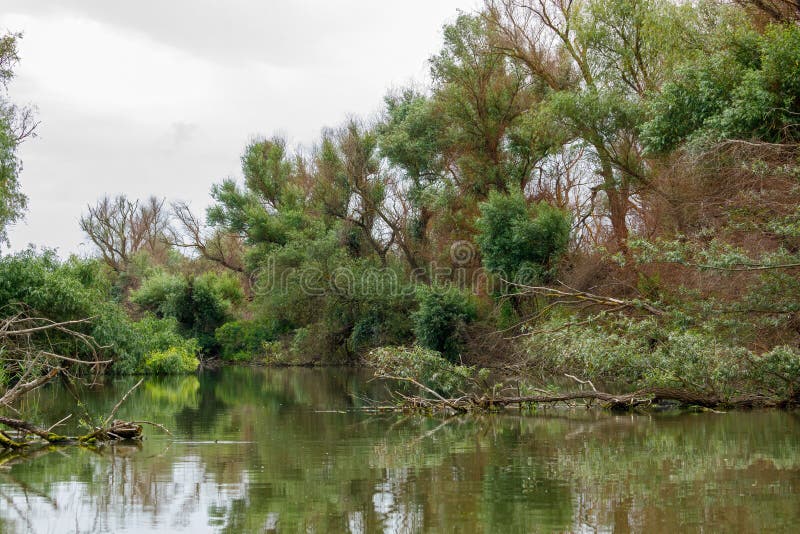 Landscape of the Danube Delta in Romania Stock Image - Image of jungle ...