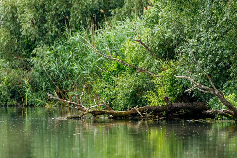Landscape of the Danube Delta in Romania Stock Photo - Image of ...