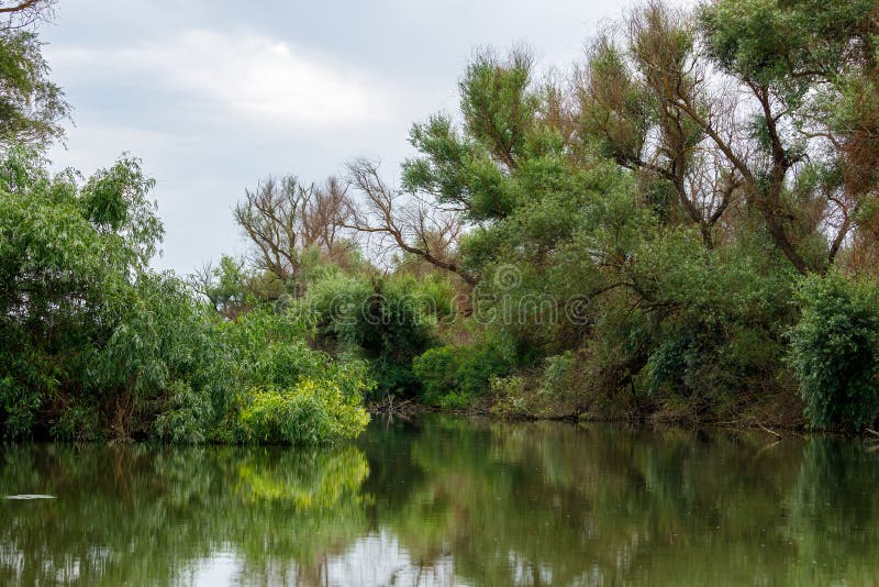 Landscape of the Danube Delta in Romania Stock Image - Image of aquatic ...