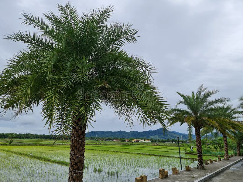 Landscape: Date Palm Trees on the Edge of Rice Fields?? Stock Image ...