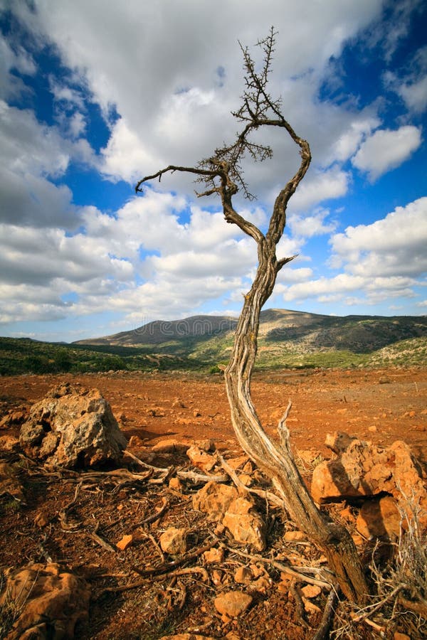 Landscape with Dead Tree on the Island Crete Stock Image - Image of ...
