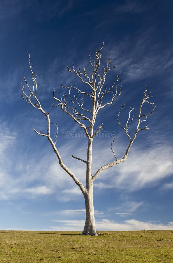 Landscape with Dead Trees. Bingie. Nsw. Australia. Stock Photo - Image ...