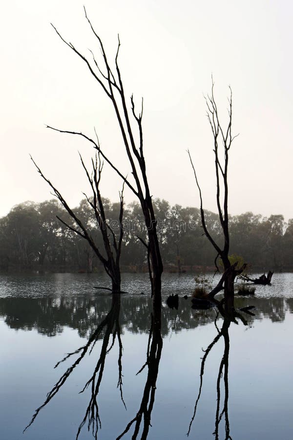 Dead Trees Trunks Stick Out in the River. Stock Image - Image of branch ...