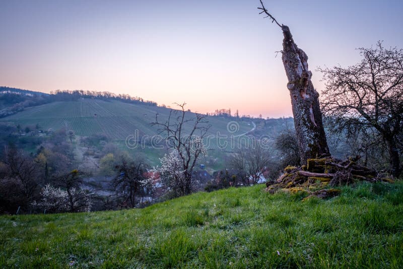 Landscape with Dead Trunk Tree in Blue Hour Dawn Stock Photo - Image of ...