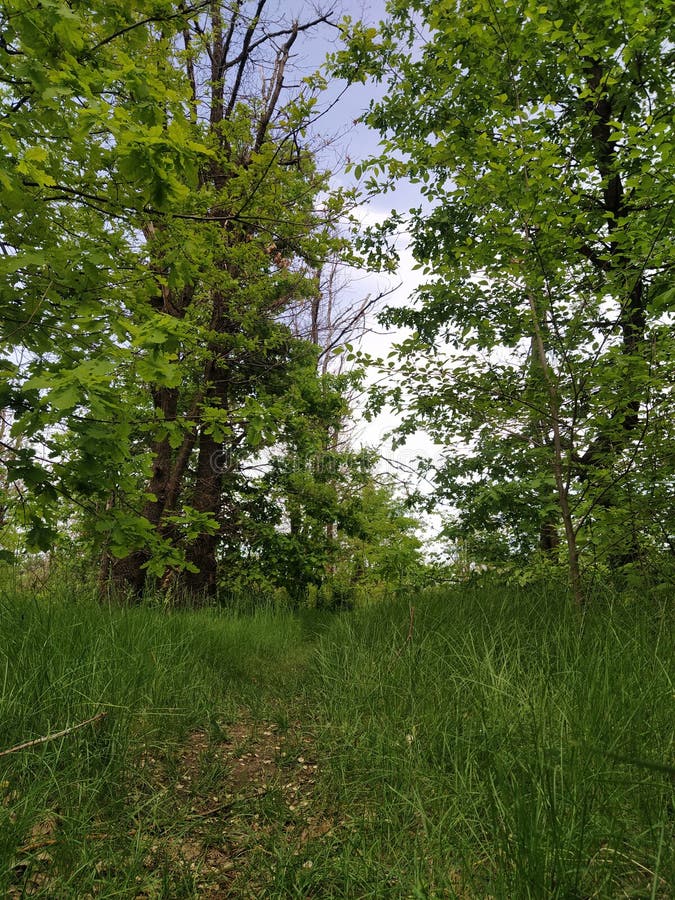 Landscape Deciduous Forest Sky in Spring Stock Photo - Image of mobile ...