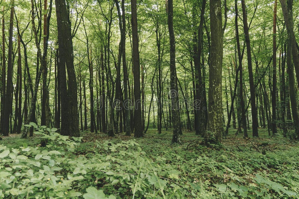 Landscape of Deciduous Forest of the Temperate Zone Stock Photo - Image ...