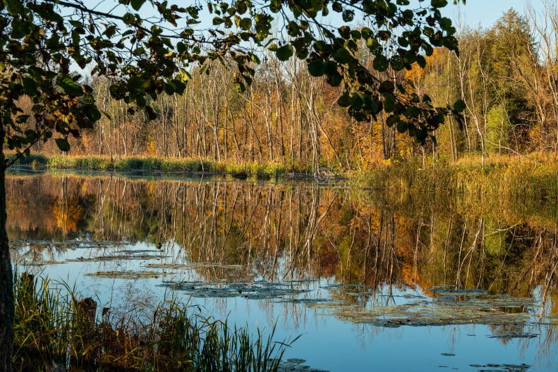 Landscape Deciduous Forest Trees and the Sky and the Reflection in the ...