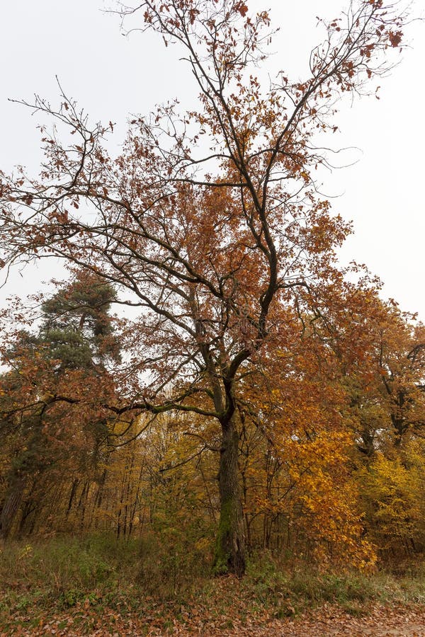 Landscape of Deciduous Trees in the Autumn Season Stock Image - Image ...