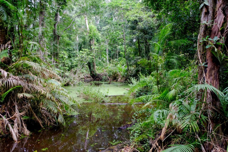 Landscape with Deep Forest River Stream Water Flow Stock Image - Image ...