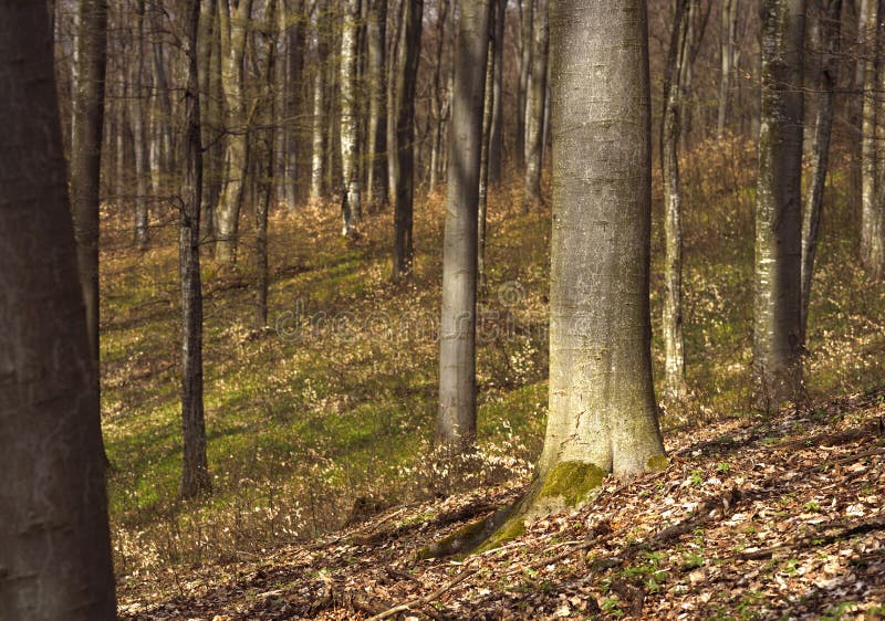 Landscape with Deep Forest during Spring Stock Photo - Image of beech ...