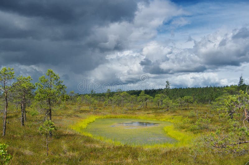 Landscape with the Deep Pool in the Swamp Stock Image - Image of stormy ...