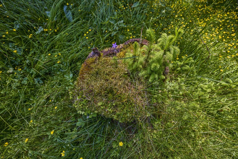 Landscape with a Dense Forest Stock Image - Image of tropical, park ...