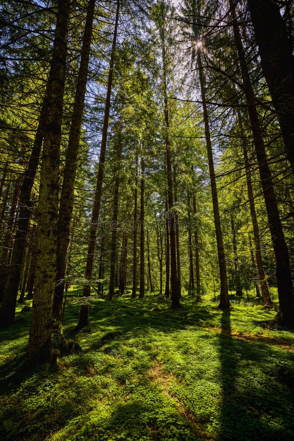 Landscape of Dense Tropical Rainforest Stock Image - Image of grass ...